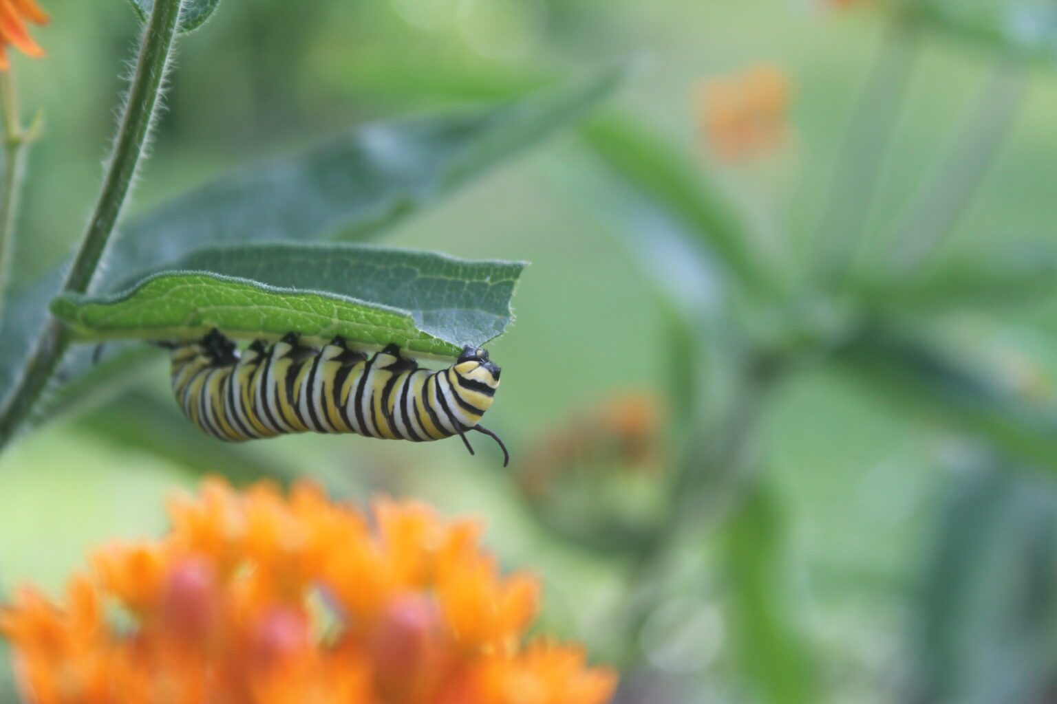 Protecting Wisconsin's Pollinators: Wisconsin's Green Fire Supports New ...