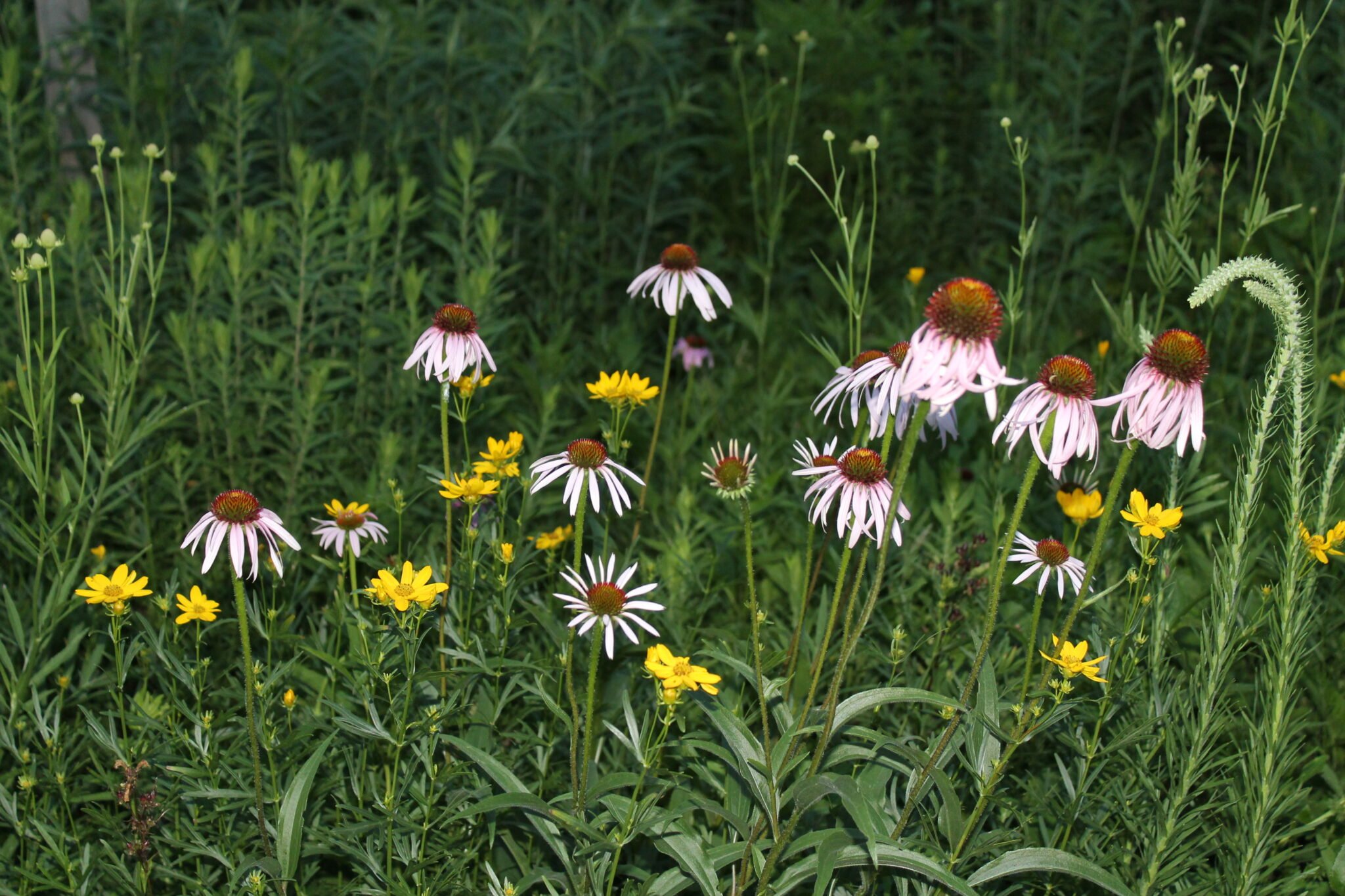 Protecting Wisconsin's Pollinators: Wisconsin's Green Fire Supports New ...